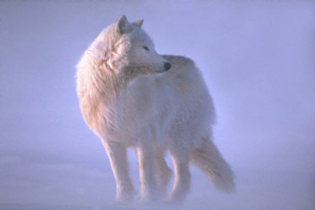 Vlk nejhezčí zvíře - Fotoalbum - Bílí vlci - Bílí vlci - Bĺý vlk2.jpg